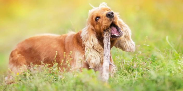 ᐅ Cocker Spaniel Angielski Opis Rasy