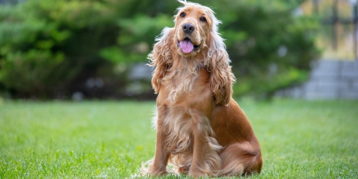 ᐅ Cocker Spaniel Angielski Opis Rasy